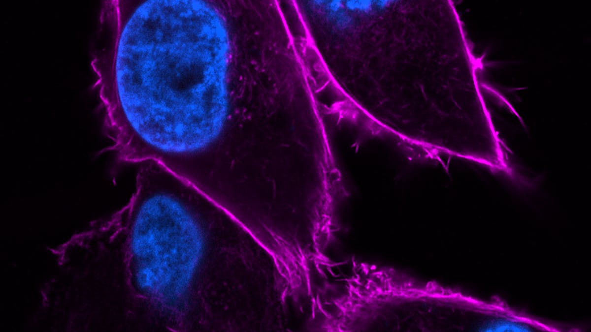 Patterns of Life: The Art of Biology | Norwich Science Festival
