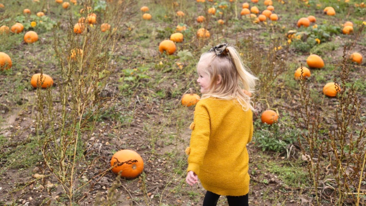 Half Term Highlights: What's on in Norfolk this October | Norwich Science Festival