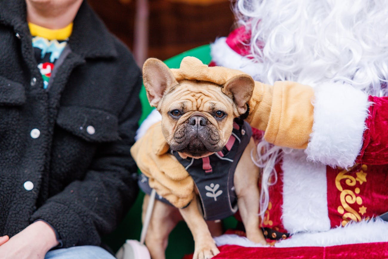 Santa’s Grotto for Dogs // The Forum Norwich